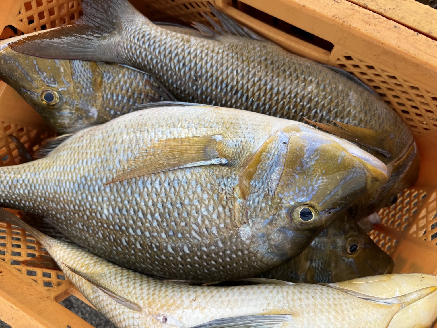 活〆フエフキダイ3入5／6キロ前後約5.5kg(定置) | UUUO(ウーオ)