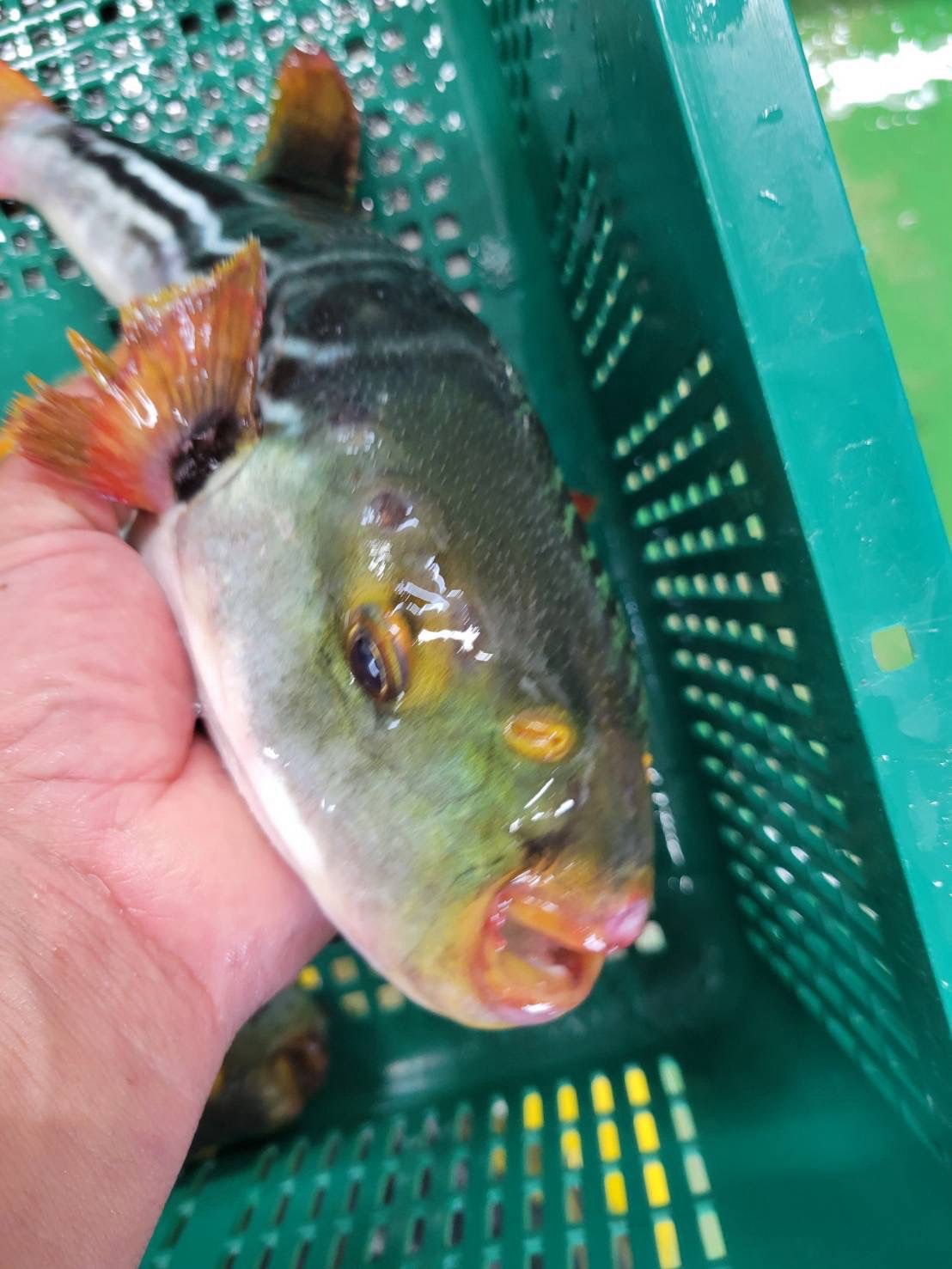 シマフグ7〜9入 バラ8入約8kg(沿岸) | UUUO(ウーオ)