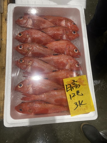 キチジ11/12尾約3kg(刺網) | UUUO(ウーオ)