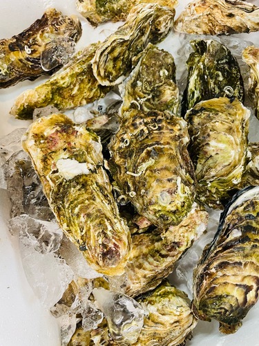 活カキLサイズ/150-180g.40入約6.6kg(養殖) | UUUO(ウーオ)