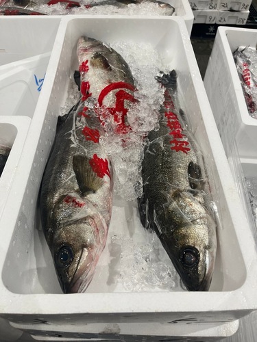 スズキ2/4尾4/5k約4kg(定置) | UUUO(ウーオ)