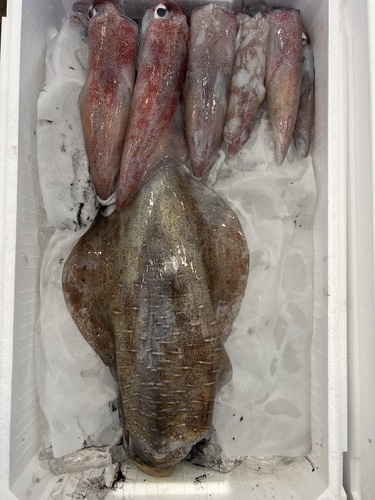 鮮魚BOX | UUUO(ウーオ)