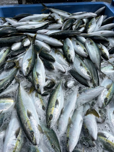 ツバス約6入れ〜7入れ約5kg(定置) | UUUO(ウーオ)