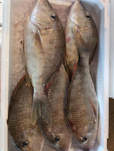 活〆フエフキダイ5入約5.2kg(定置) | UUUO(ウーオ)