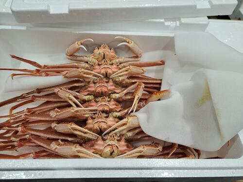 ズワイガニ8-10入約3kg(沿岸) | UUUO(ウーオ)