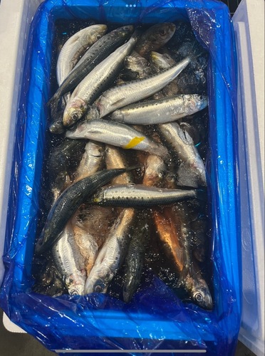 マイワシ65入約5kg(巻網) | UUUO(ウーオ)