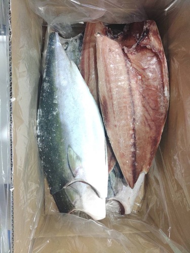 ブリ約1.4k7/8枚約10kg | UUUO(ウーオ)