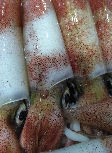 ケンサキイカ2段10入約5kg(定置) | UUUO(ウーオ)