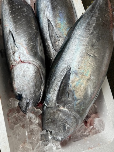 活〆ヨコワ3入約7.8kg(定置) | UUUO(ウーオ)