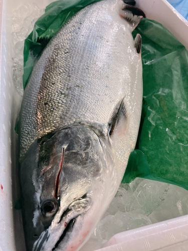 本マス1入約4.5kg(定置) | UUUO(ウーオ)