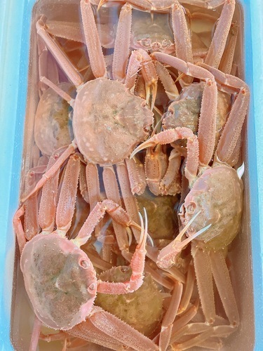 オオズワイガニ11入約5kg(沿岸) | UUUO(ウーオ)