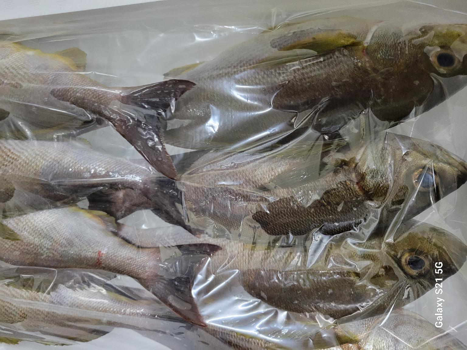 活〆イサキ0.5～0.59キロ8入約4.53kg(釣) | UUUO(ウーオ)