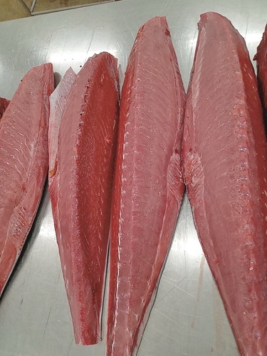 キハダマグロ生きはだロイン（背腹指定なし）1入約6.5kg(巻網) | UUUO(ウーオ)