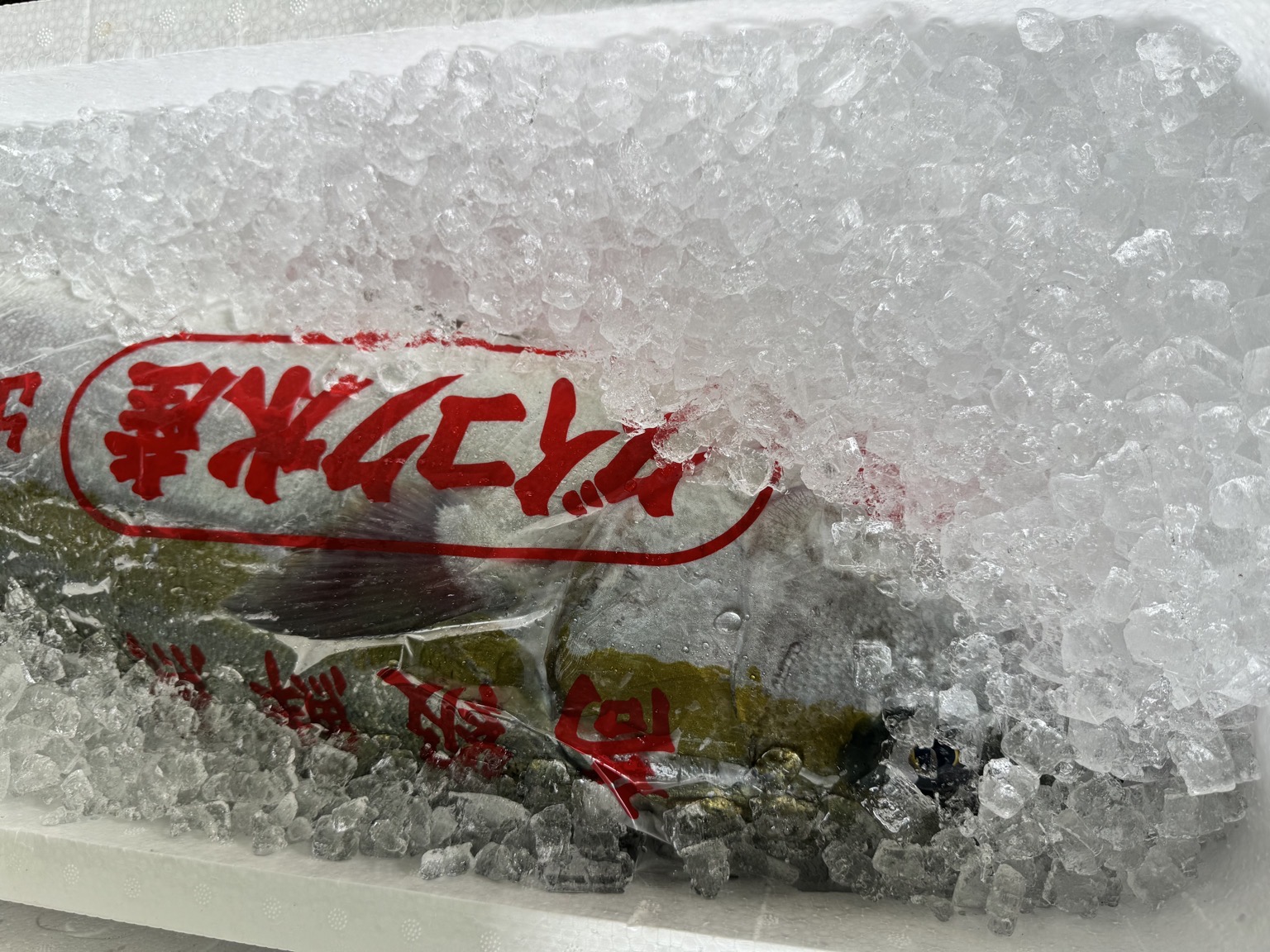 活〆ヒラマサ1入約6.4kg(定置) | UUUO(ウーオ)