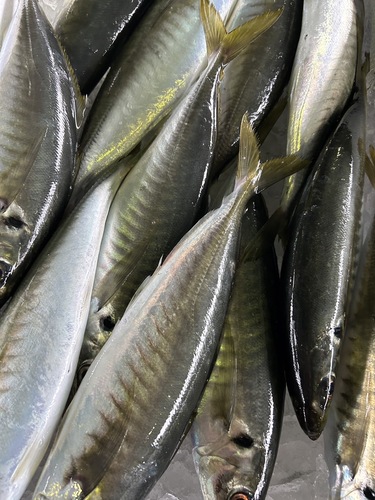 丸アジ11-12入約4kg(定置) | UUUO(ウーオ)