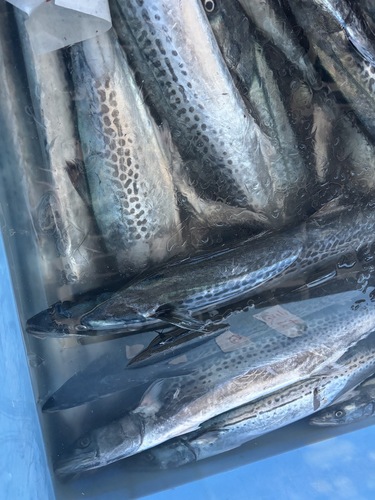 サワラキズ3入約6.5kg(定置) | UUUO(ウーオ)