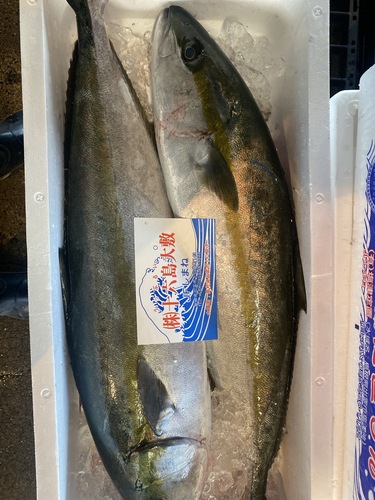 活〆ヒラマサ2入約9kg(定置) | UUUO(ウーオ)