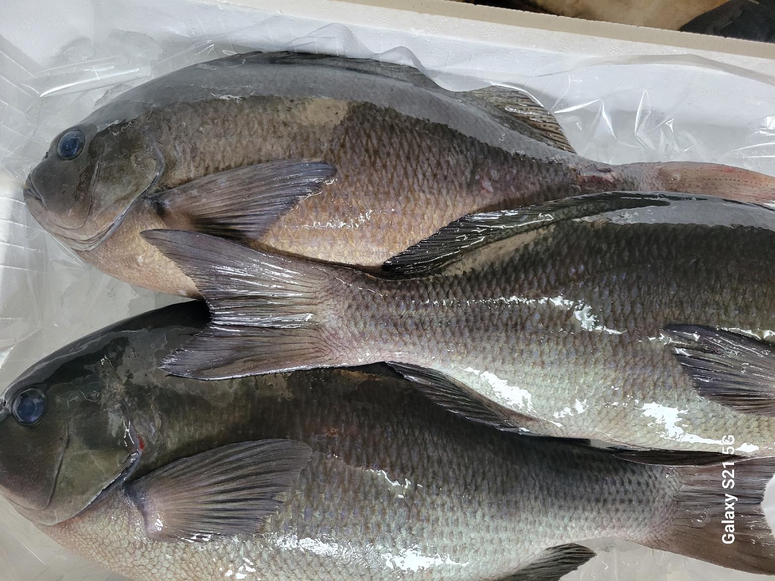 メジナ1.28～1.62キロ3入約4.21kg(釣) | UUUO(ウーオ)