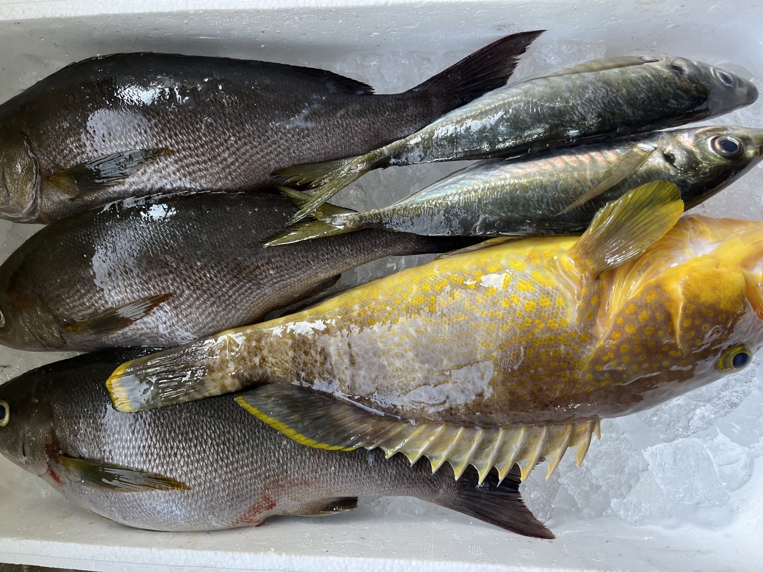 鮮魚BOX4入約3.7kg(沿岸) | UUUO(ウーオ)