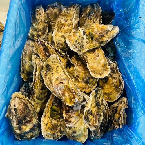 活カキLサイズ/180g前後50入約9kg(養殖) | UUUO(ウーオ)