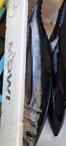 ビンチョウマグロ大1入約8.5kg(定置) | UUUO(ウーオ)