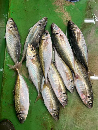 神経〆オニアジ釣アジ8〜10入9入約5kg(釣) | UUUO(ウーオ)