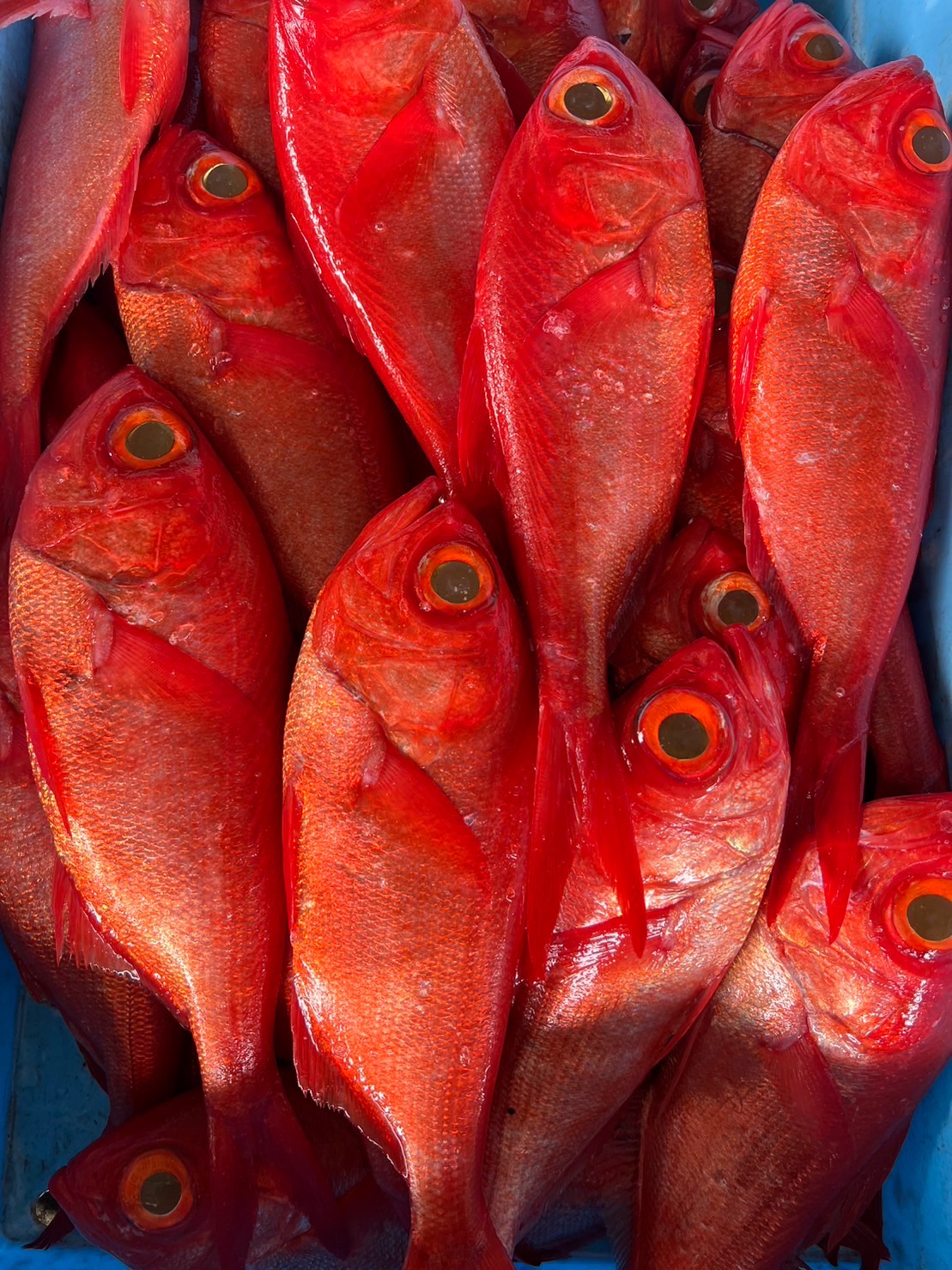 キンメダイ大中6入約7kg(延縄) | UUUO(ウーオ)