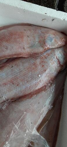 アカシタビラメ(底曳) | UUUO(ウーオ)