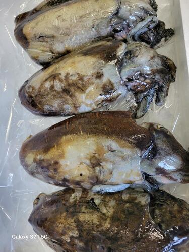 モンゴウイカ大1.05～1.47キロ4入約4.8kg(釣) | UUUO(ウーオ)