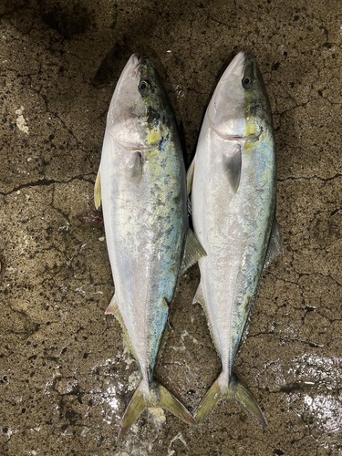 ブリ7/8k1入約7kg(沿岸) | UUUO(ウーオ)