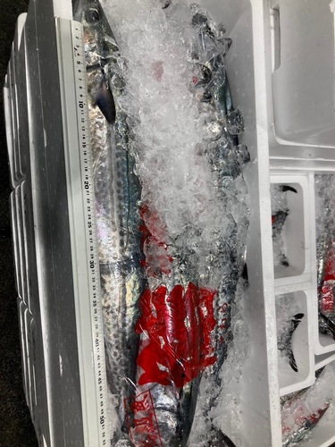 サワラ | UUUO(ウーオ)