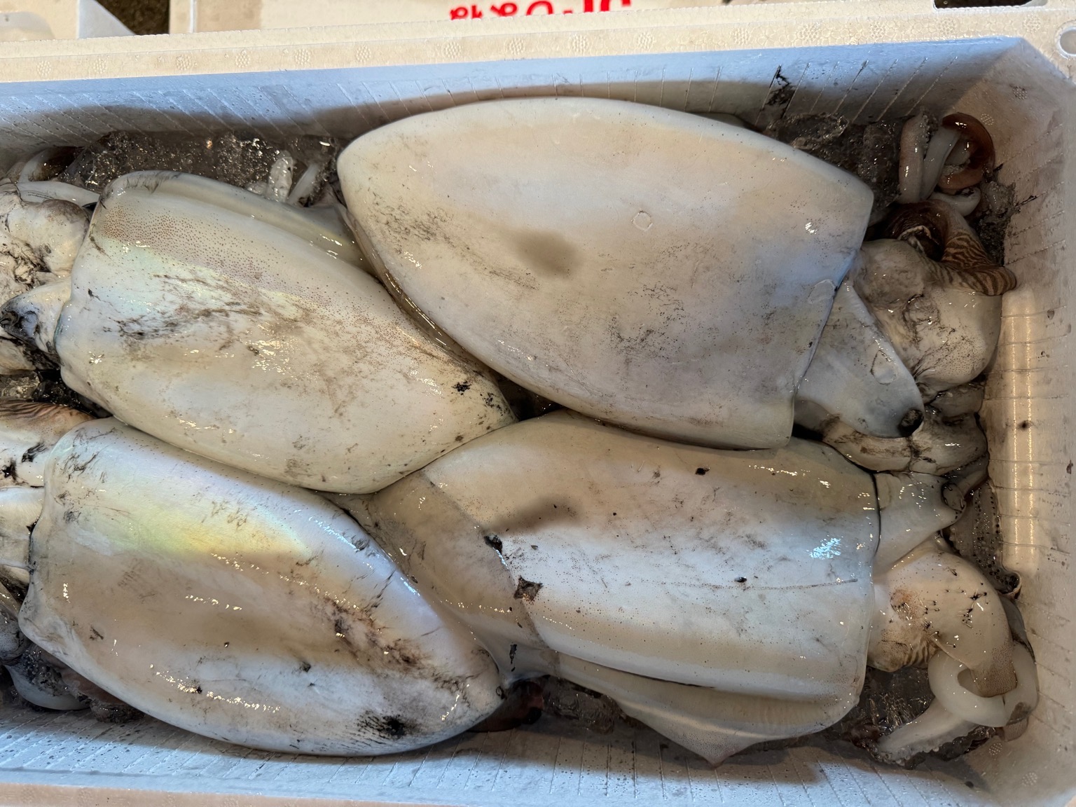 モンゴウイカ(定置) | UUUO(ウーオ)