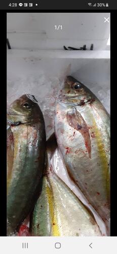 神経〆シマアジ（養殖）5入約6kg | UUUO(ウーオ)