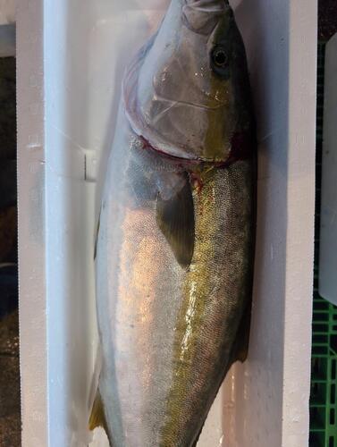 活〆ヒラマサ1入約6.5kg(定置) | UUUO(ウーオ)