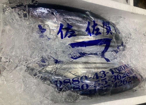 カツオ3入約6kg(釣) | UUUO(ウーオ)