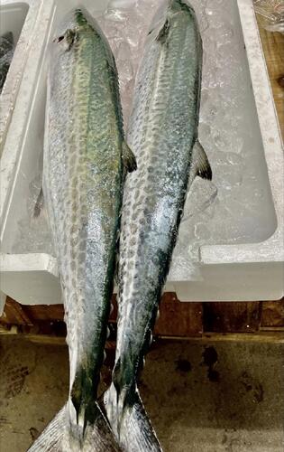 サワラ5k台4入約5kg(定置) | UUUO(ウーオ)