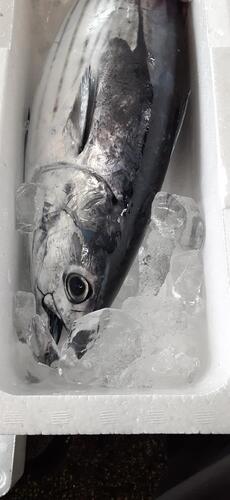 カツオ | UUUO(ウーオ)