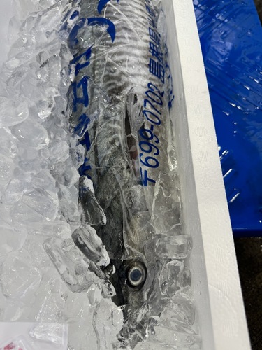 ヨコシマサワラ4㌔前後1入約3.8kg(定置) | UUUO(ウーオ)