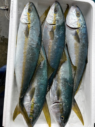 ヒラマサ(定置) | UUUO(ウーオ)