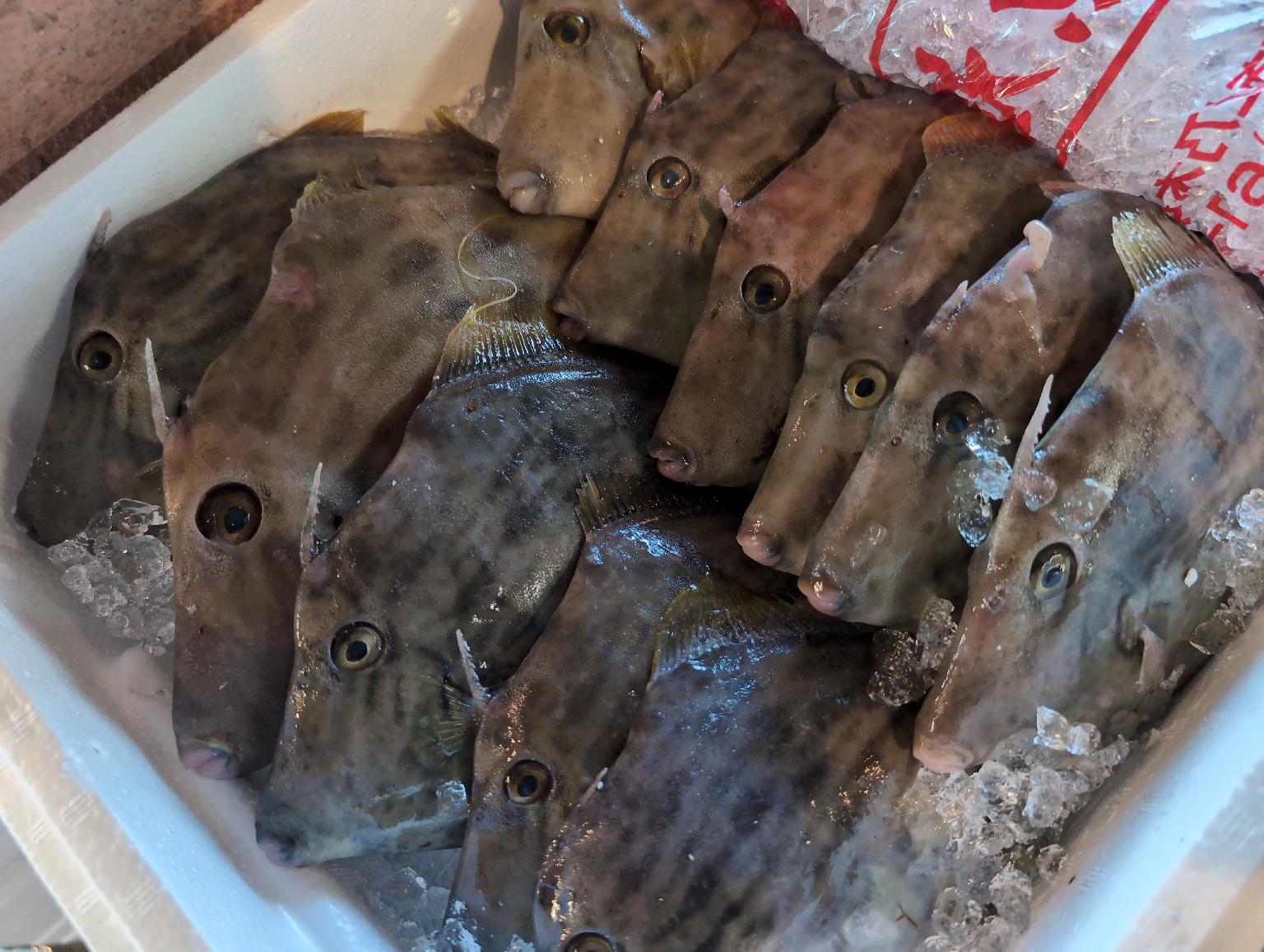 本カワハギ18入約4.6kg(定置) | UUUO(ウーオ)