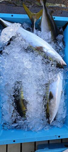 ワラサ2入約10kg(定置) | UUUO(ウーオ)