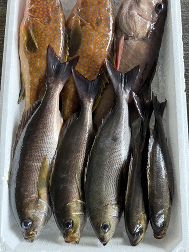 活〆鮮魚BOX約4.6kg(釣) | UUUO(ウーオ)