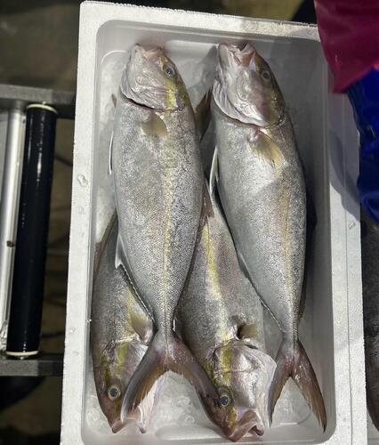 カンパチ | UUUO(ウーオ)