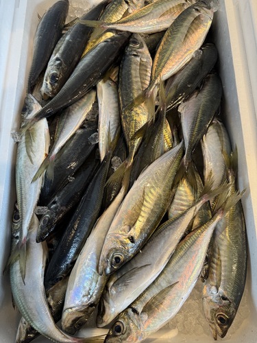 マアジ脂ののった100gちょっとサイズ約5.5kg(巻網) | UUUO(ウーオ)