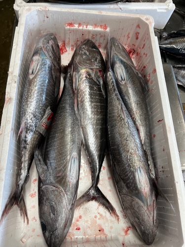 活〆ヨコワ8k前後5入約8kg(定置) | UUUO(ウーオ)