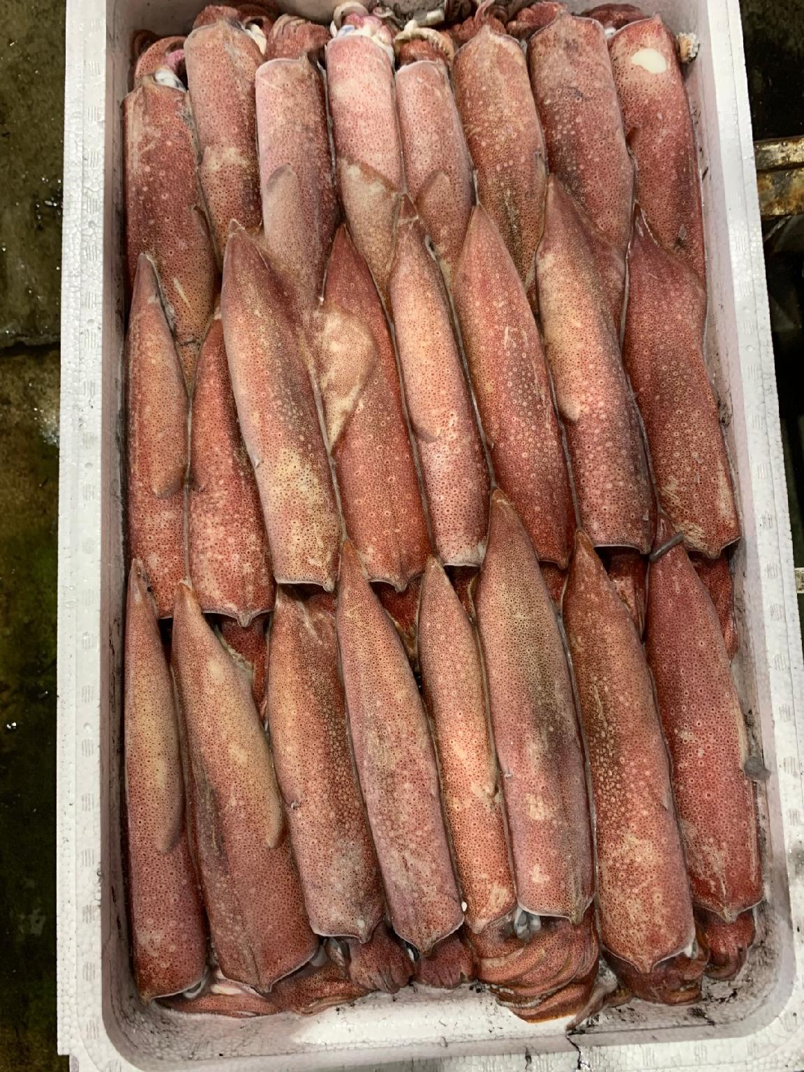 ケンサキイカ(冷凍)2段半約4.5kg | UUUO(ウーオ)