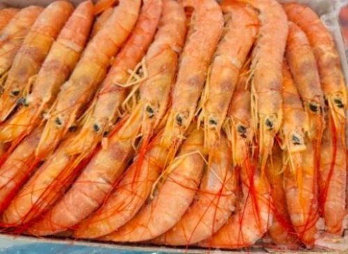 アカエビ2kg.6入約12kg | UUUO(ウーオ)