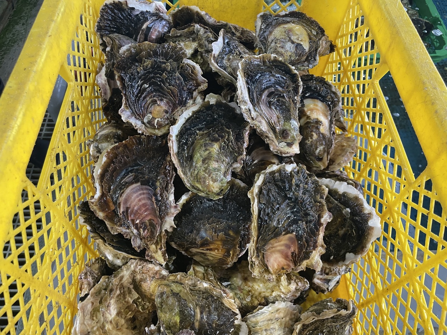 岩ガキ（養殖） | UUUO(ウーオ)