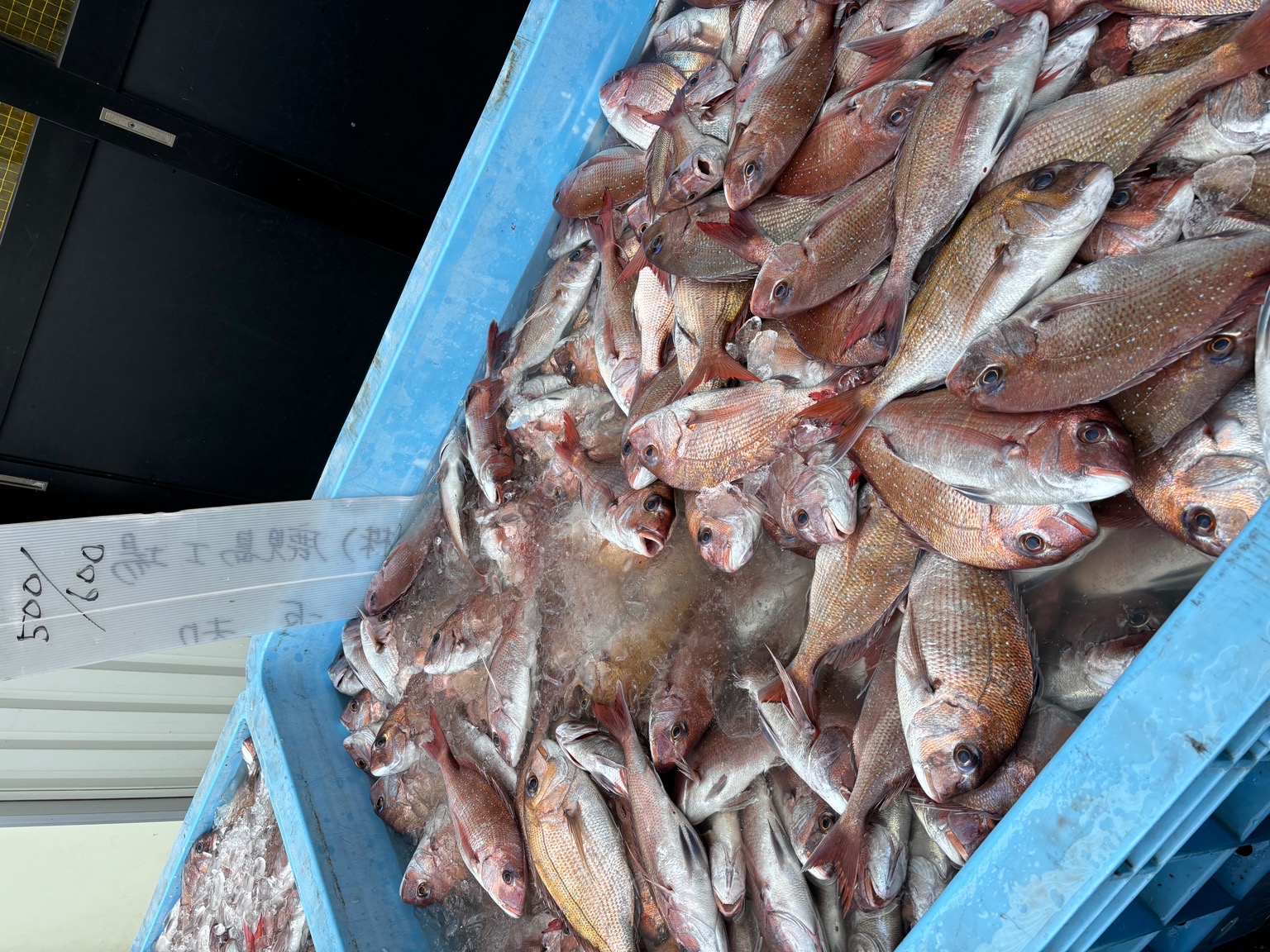 活〆マダイ500/600g 7尾入×3合21入約11.5kg(定置) | UUUO(ウーオ)