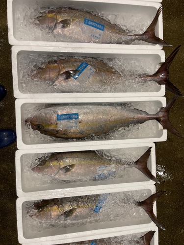 カンパチ(定置) | UUUO(ウーオ)